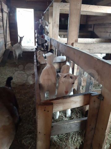 Продам козлят