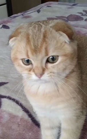 Вислоухая девочка с золотым характером и окрасом