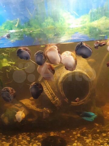 Улитки ампулярии