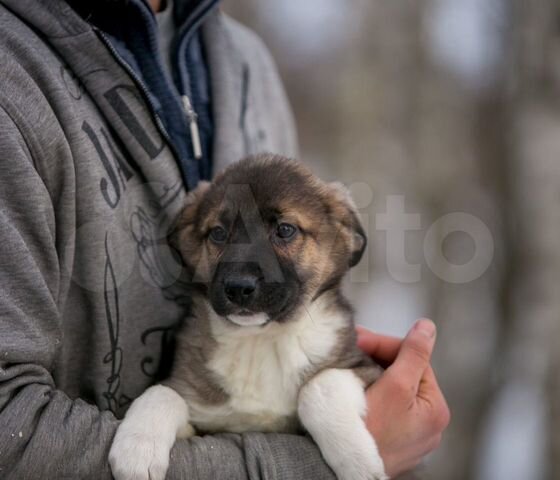 Щенок в добрые руки