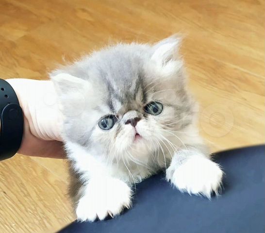 Персидская экстремальная кошечка