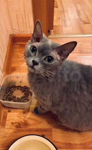 Кошка