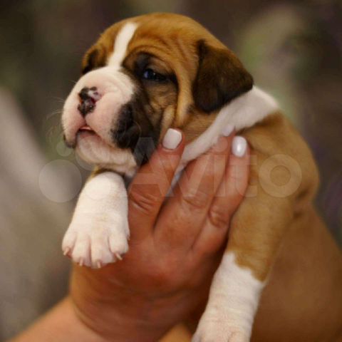 Амстаффы шикарные щенки (питомник)