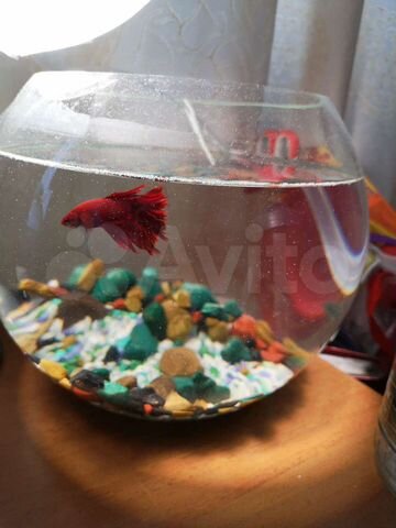 Аквариумные рыбки петушок