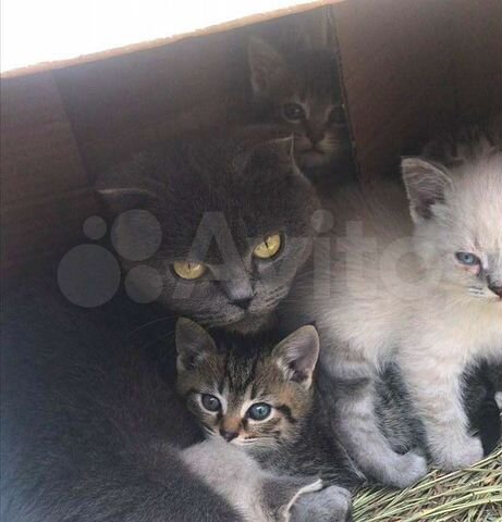 Ищем дом или передержку вислоухой кошке с котятами