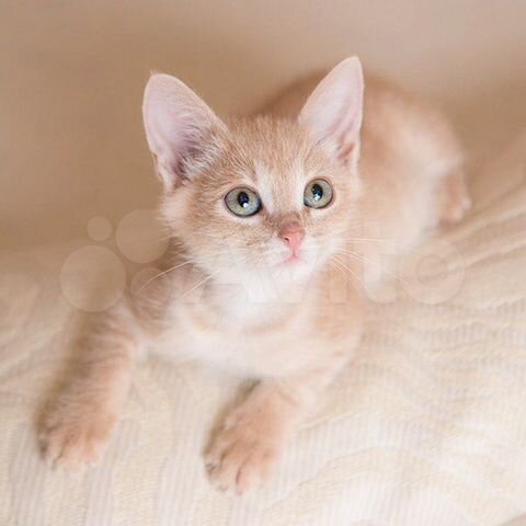 Котик персиковый