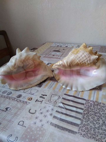 Рапаны большие