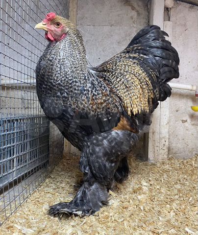 Петух брама Криль