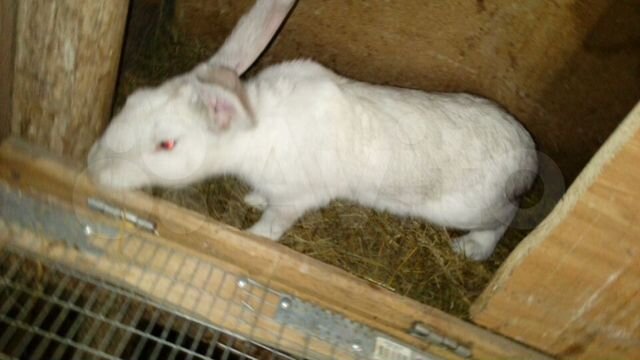 Продам крола белого великана