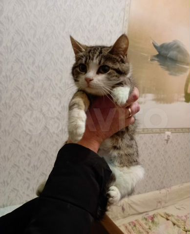 Спасенная малышка Машуля ищет дом, 8 мес возраст