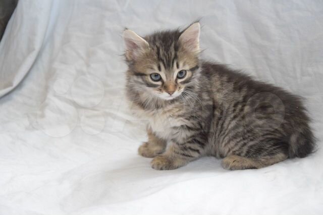 Котенок полосатый девочка