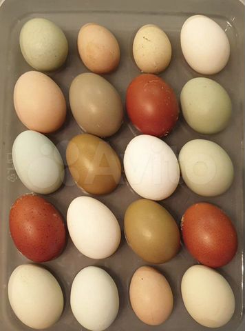 Инкубационное яйцо микс