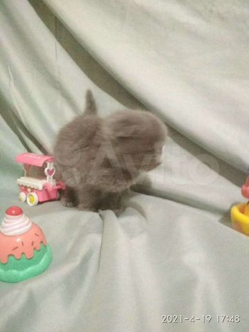 Шотландские вислоухие котята