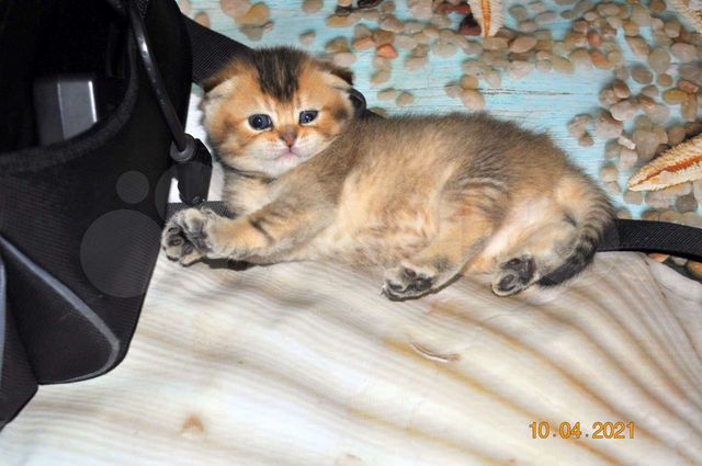 Шотландские малышки