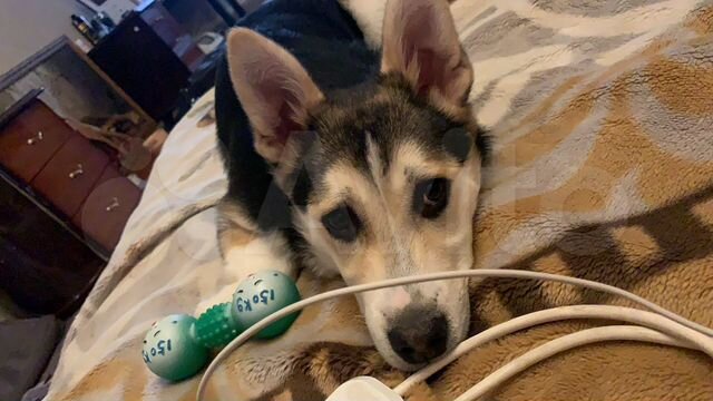 Корги вязка