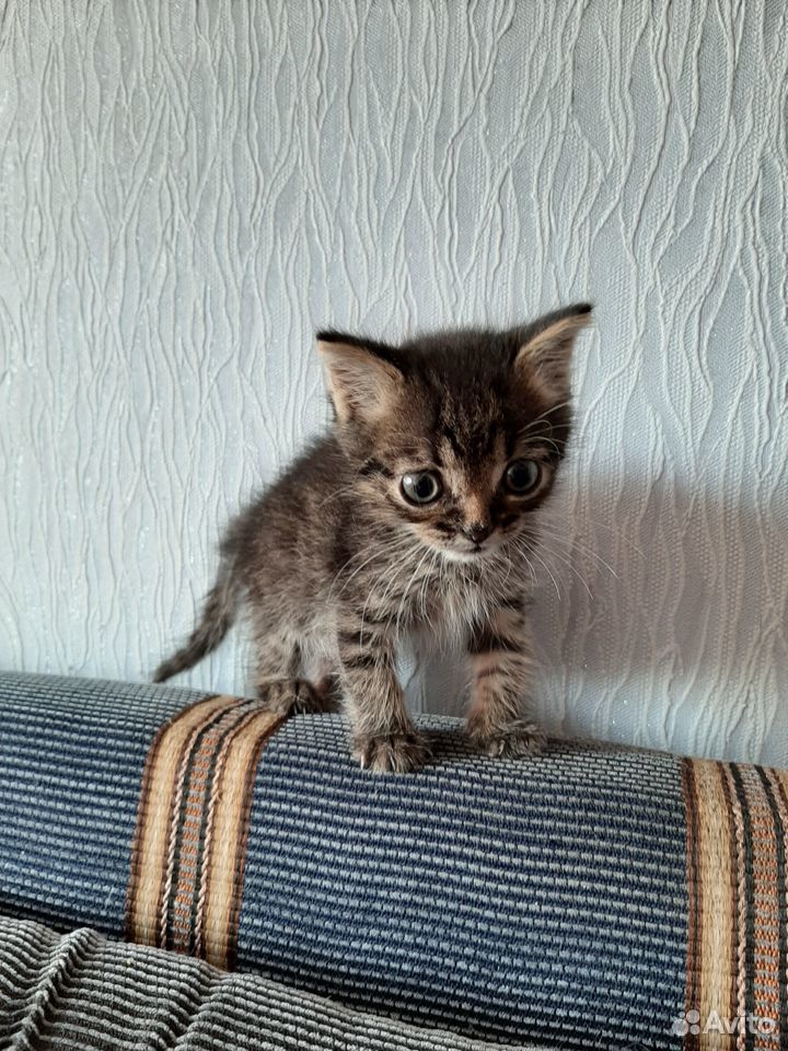 Бритуля кот