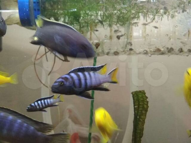 Малавийские цихлиды