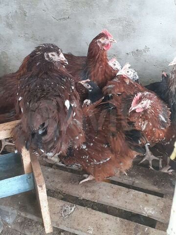 Орпингтоны