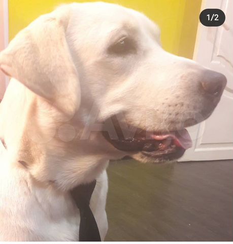 Лабрадор приглашает дам. За щенка