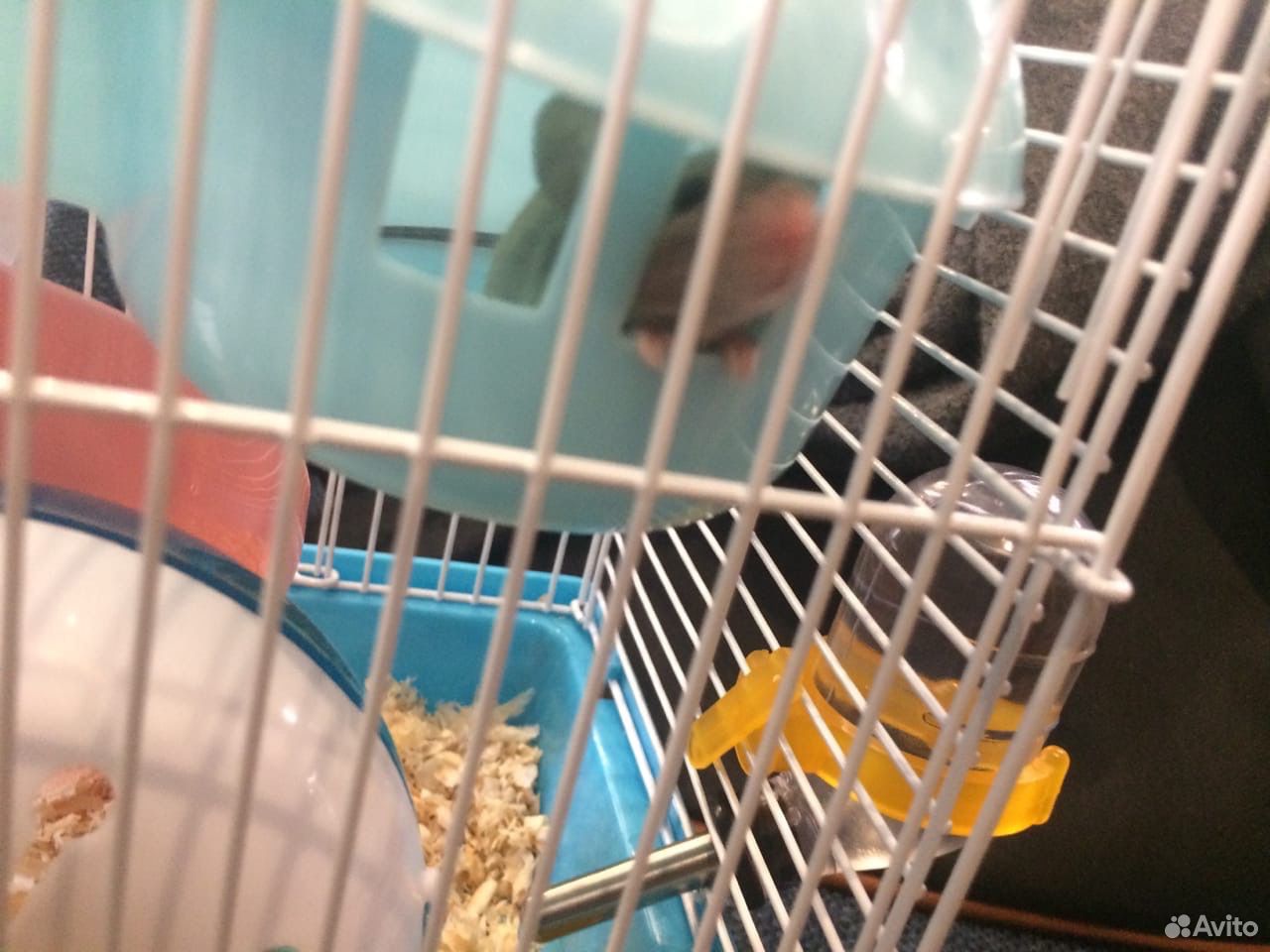 Джунгарский хомяк