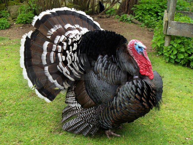 Индейки суточные Хайбрид,Биг-6,Белая Широкогрудая