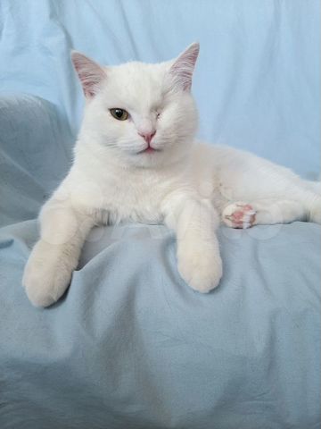 Особенная белая британка Дарки в дар