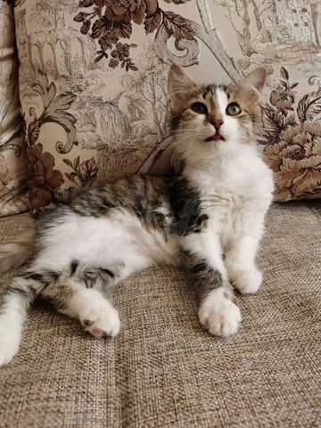 Кошка в дар