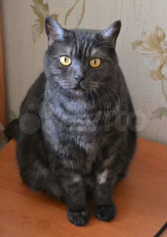 Ищет дом великолепный кот Феликс