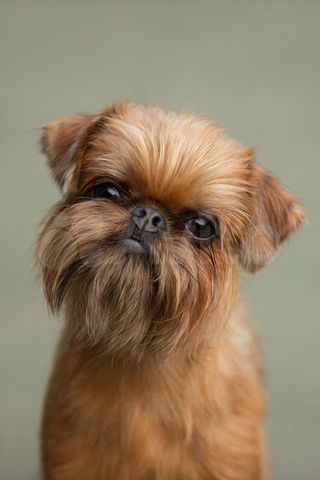 Вязка брюссельского гриффона