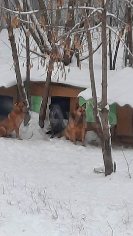 Помогите пристроить собак