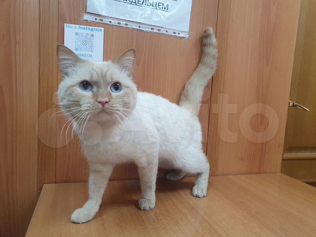 Отдам котика