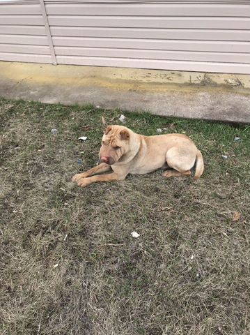 Найдена собака