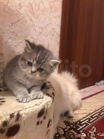 Шотланская кошка