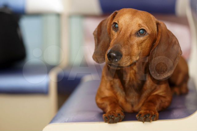 Такса вязка Кобель 3 года