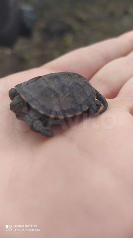 Черепаха