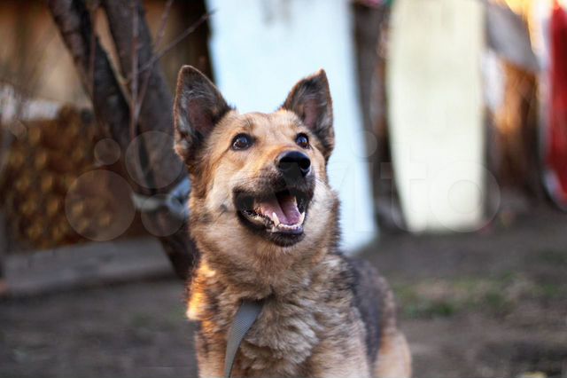 Коротколапый пес Шнапс в поисках дома