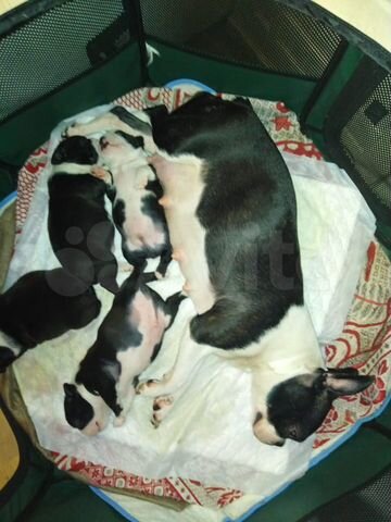 Щенки бостон терьера