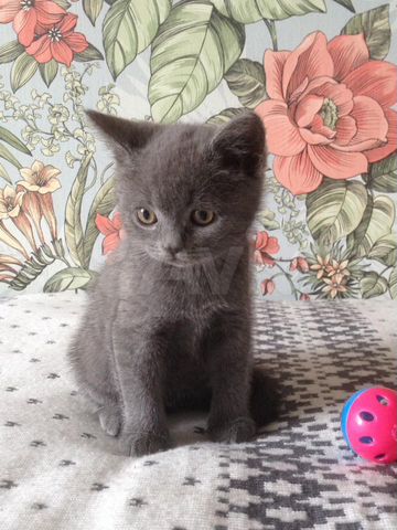 Прекрасная девочка/котенок шотландец