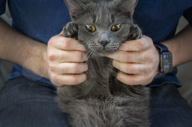 Молодой ласковый кот