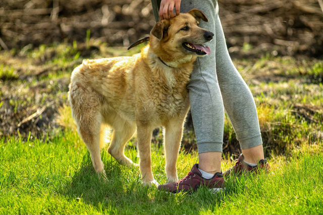 Идеальная девочка Рыжуля ищет дом
