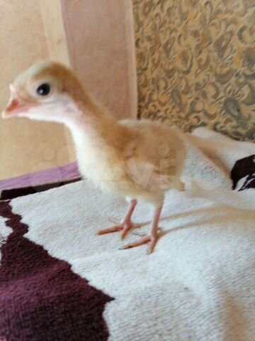 Цыпленок индюка породы Хайбрид Конвертер 3 х дневн