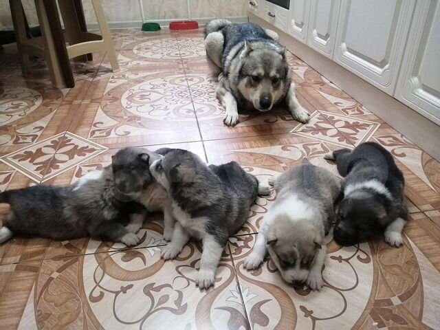 Щенки западно сибирской лайки