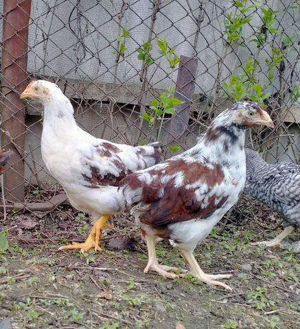 С/х птица продаю