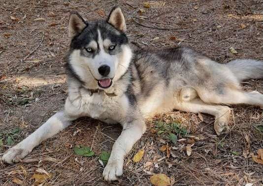 Сибирский хаски