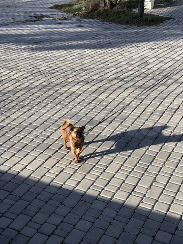 Ищем невесту