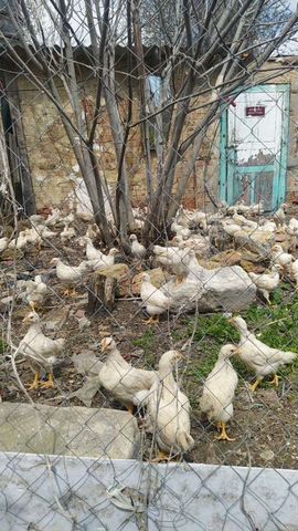 Продам месячных цыплят