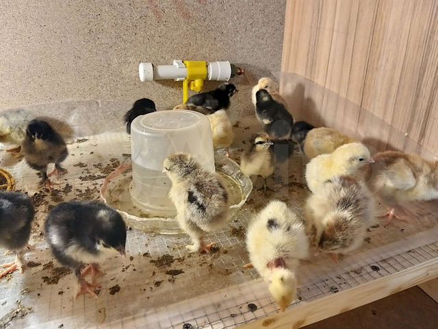 Цыплята суточные, породных кур